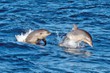8. Amanecer en el mar y delfines - Day On Boat